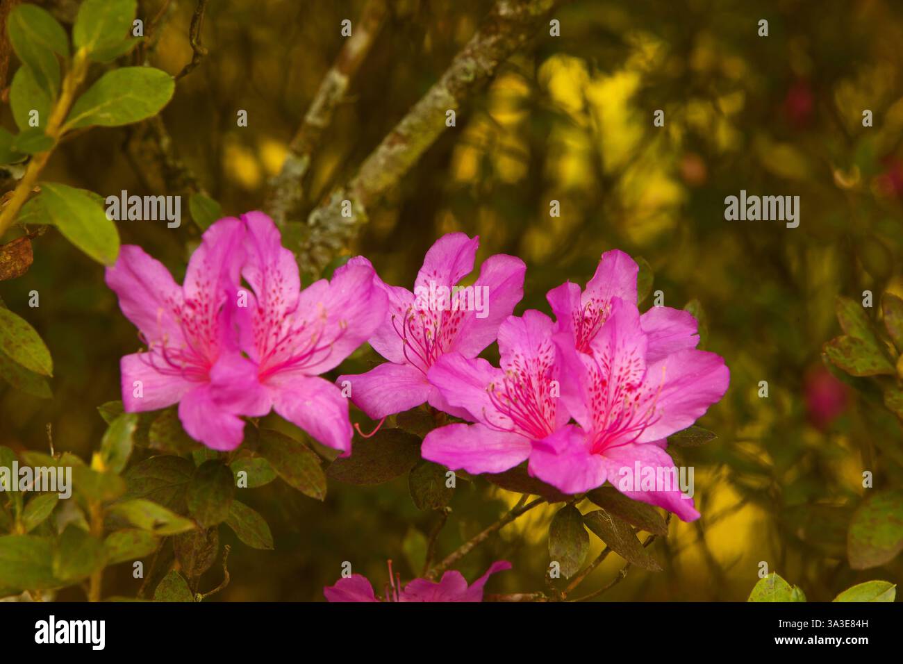 Pink Azaleas 16290 Stock Photo - Alamy