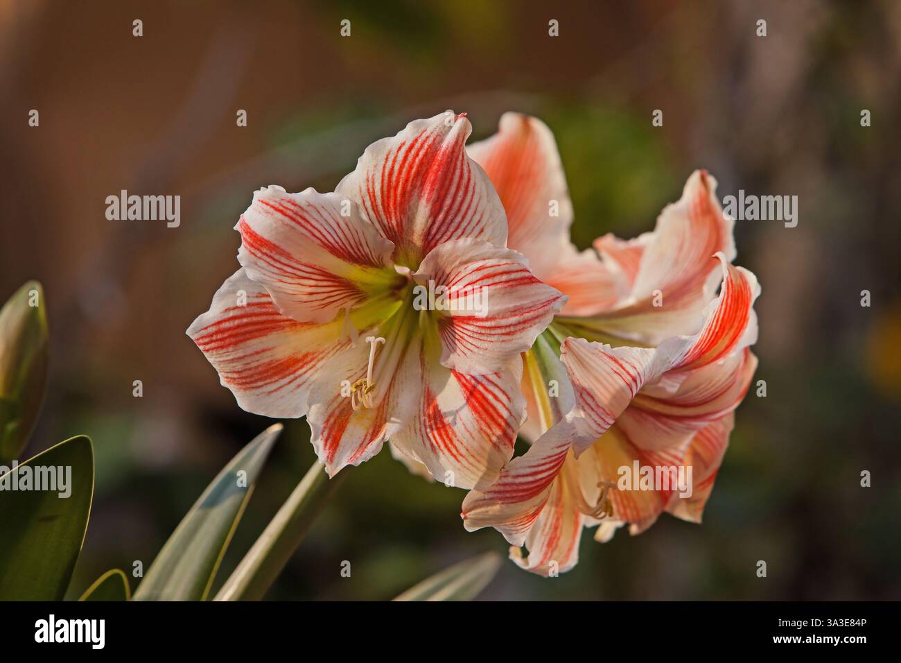 Odorless flowers hi-res stock photography and images - Alamy