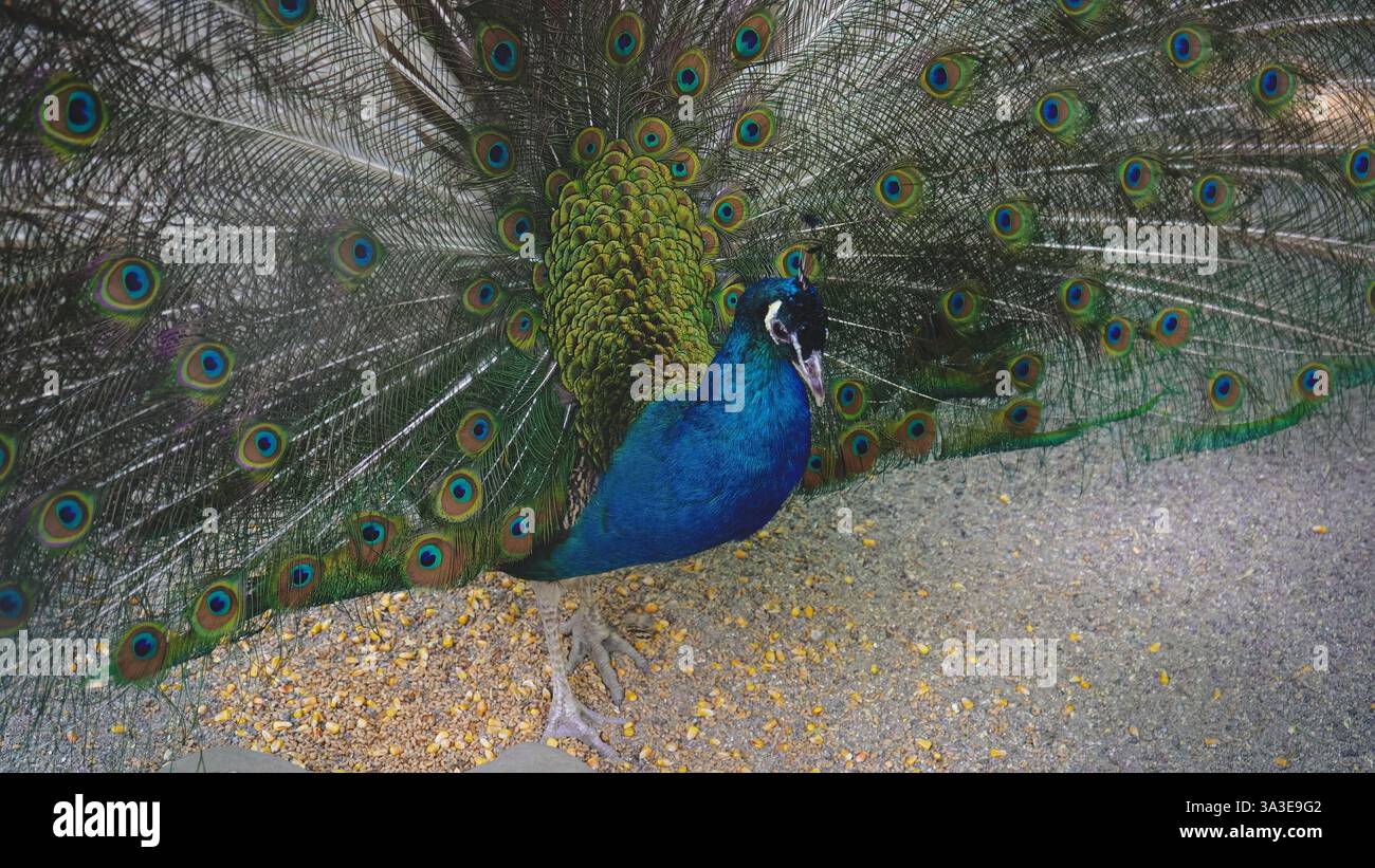 Its majestic beauty conveys the essence of wonder. A symbol of pride ...