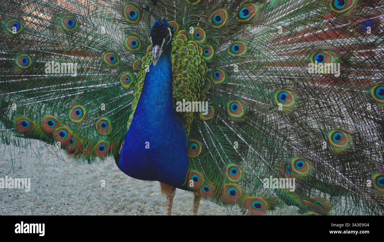 The elegant peacock proudly waves its tail feathers, revealing stunning ...