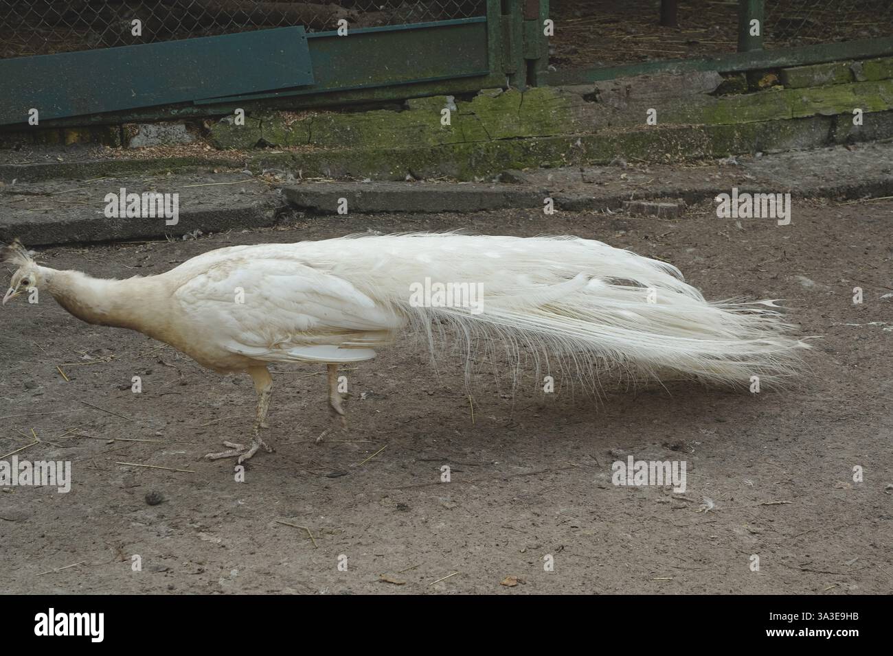 A close-up of a white peacock shows off their intricate beauty and soft ...