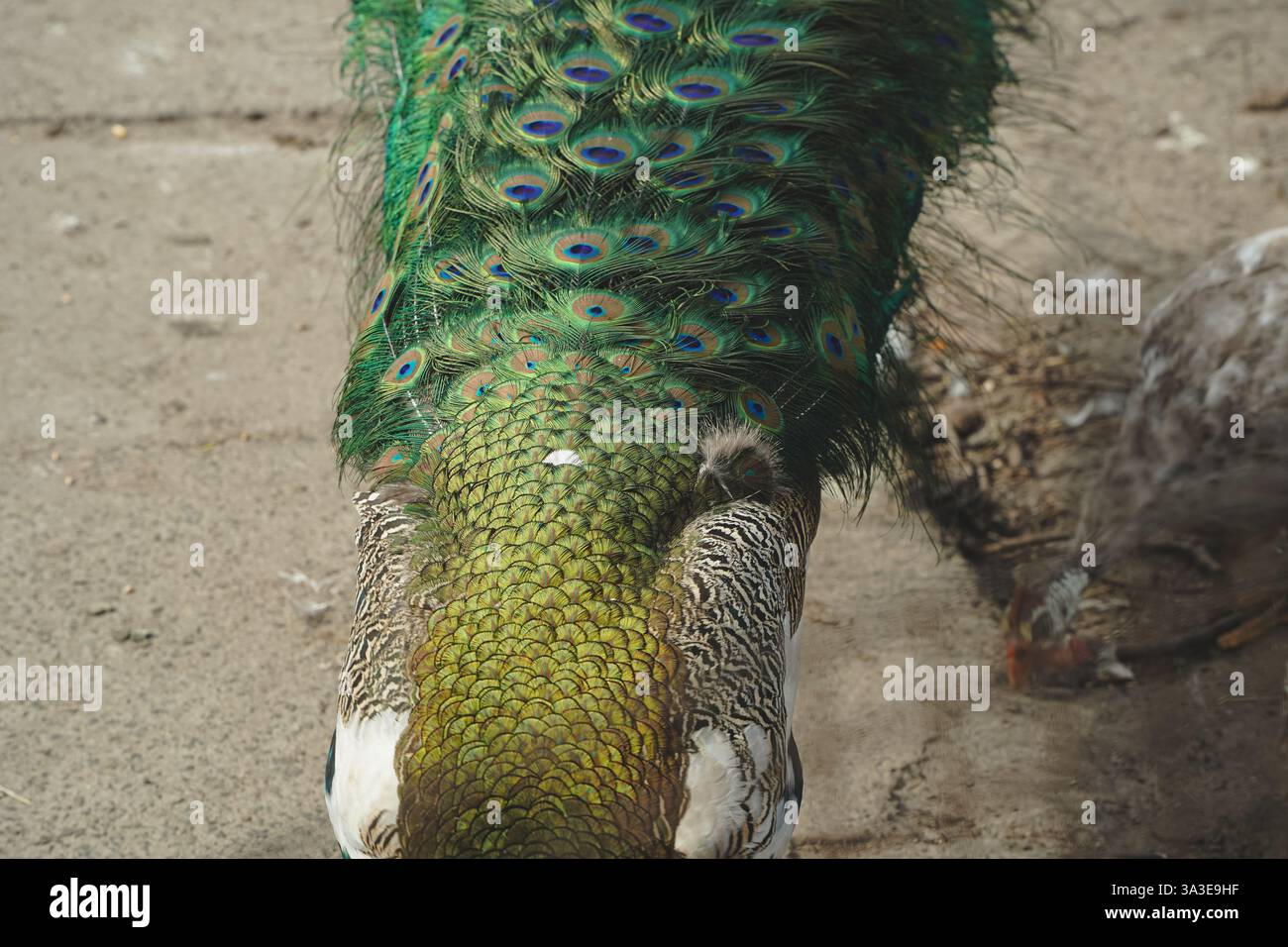 Every detail reflects its unsurpassed charm and grace. A true emblem of ...