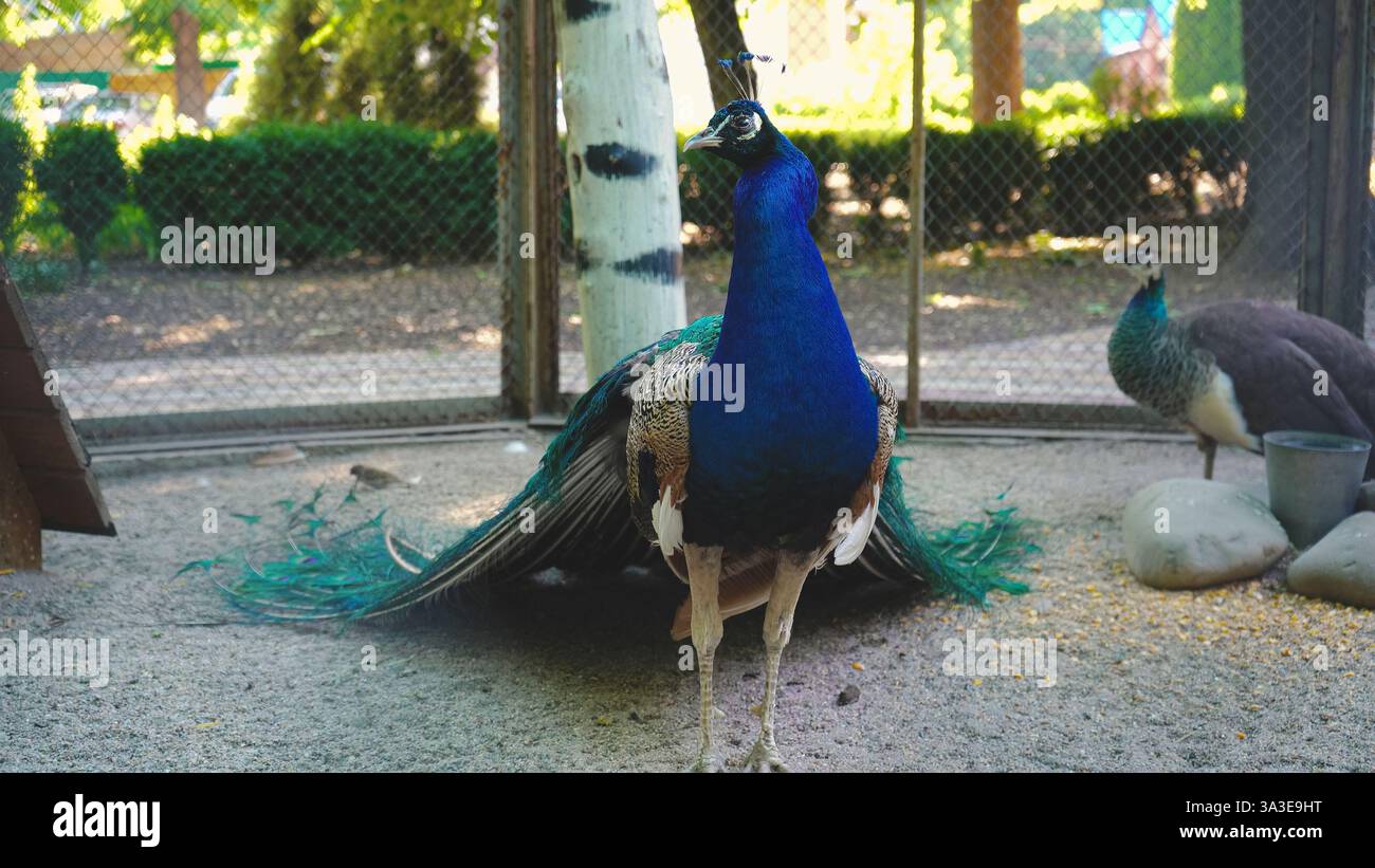 A true emblem of elegance and grandeur. The iridescent feathers of the ...