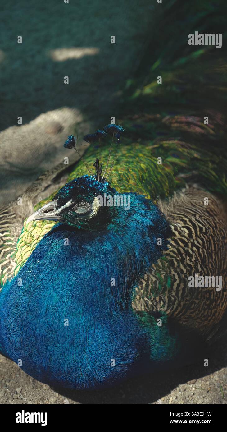 A true emblem of elegance and grandeur. The iridescent feathers of the ...