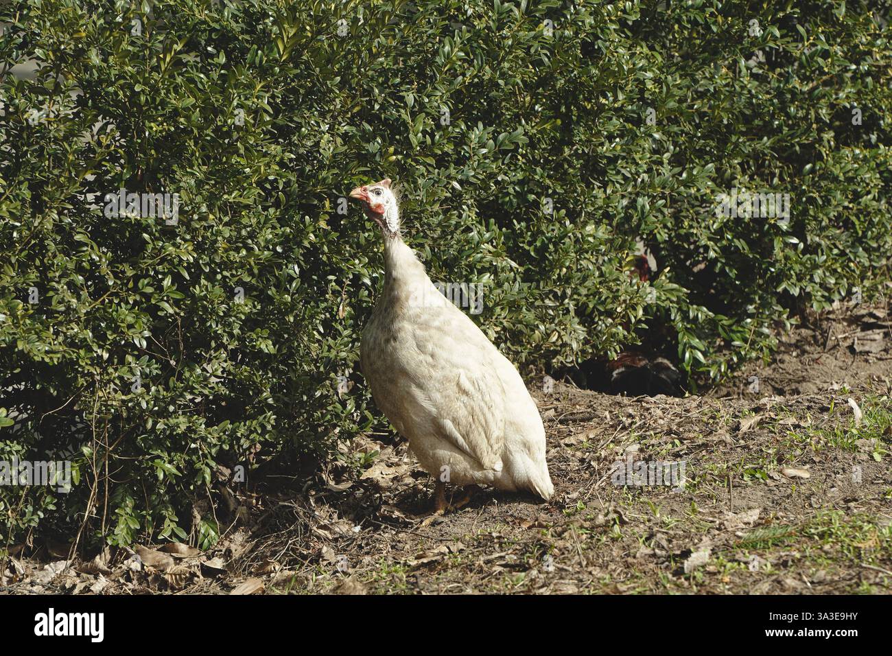 The calm and exquisite natural detail is emphasized. A close-up of a ...