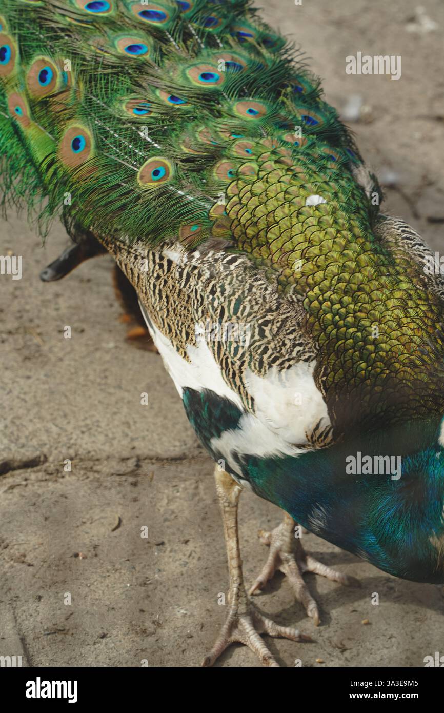 Close-up of the peacock's head and body. Radiant and majestic, the ...