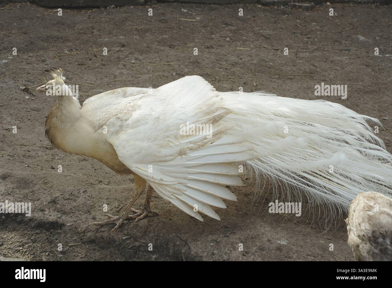 The calm and exquisite natural detail is emphasized. A close-up of a ...