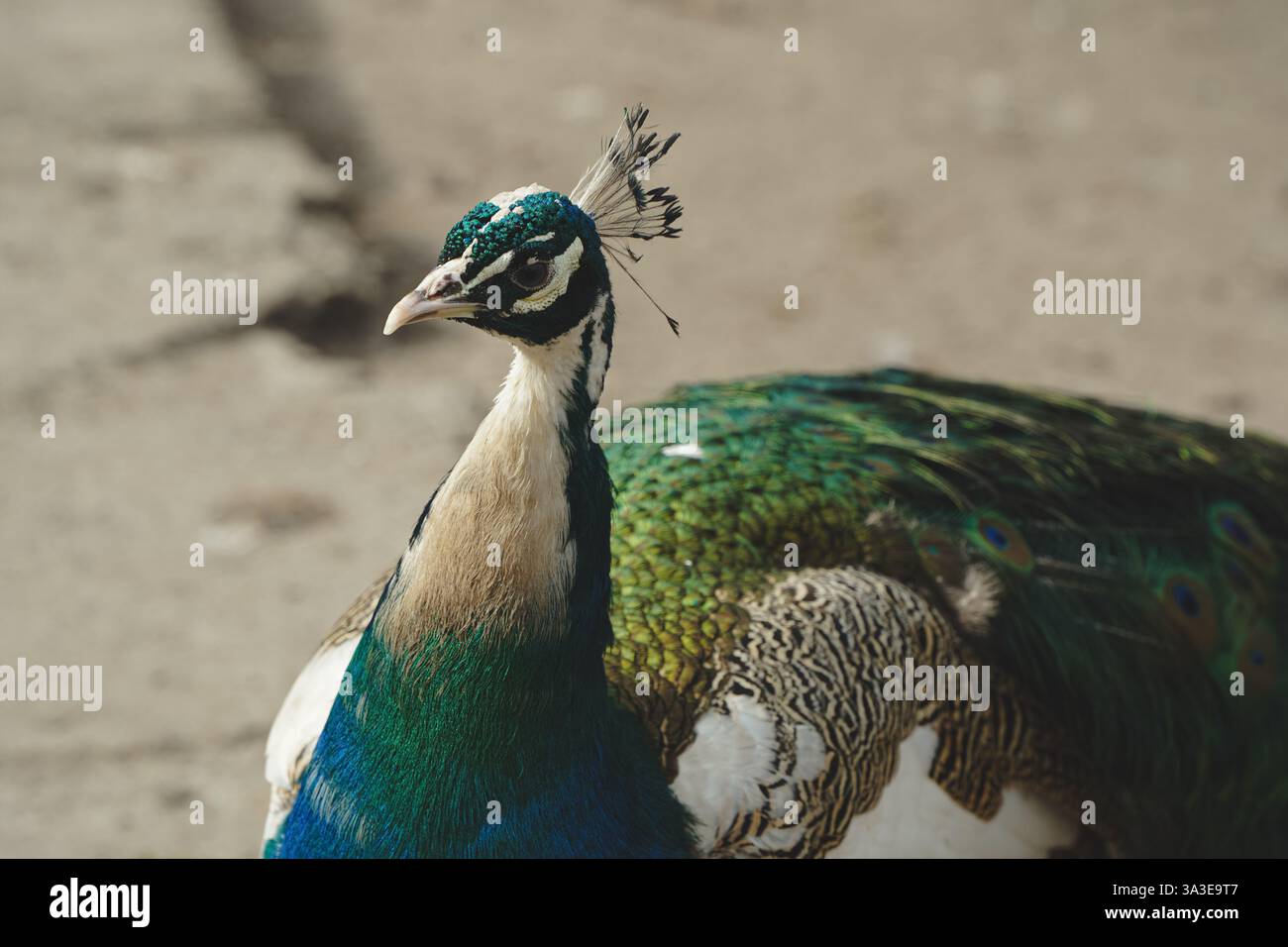 Radiant and majestic, the peacock stands to display a stunning display ...
