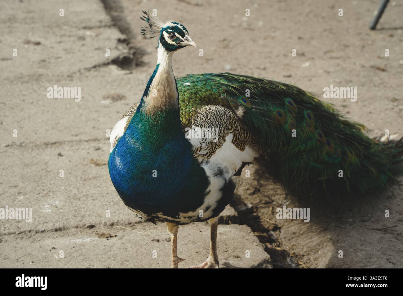 Its beauty and grace are unmatched. Close-up of the peacock's head and body. Radiant and ...