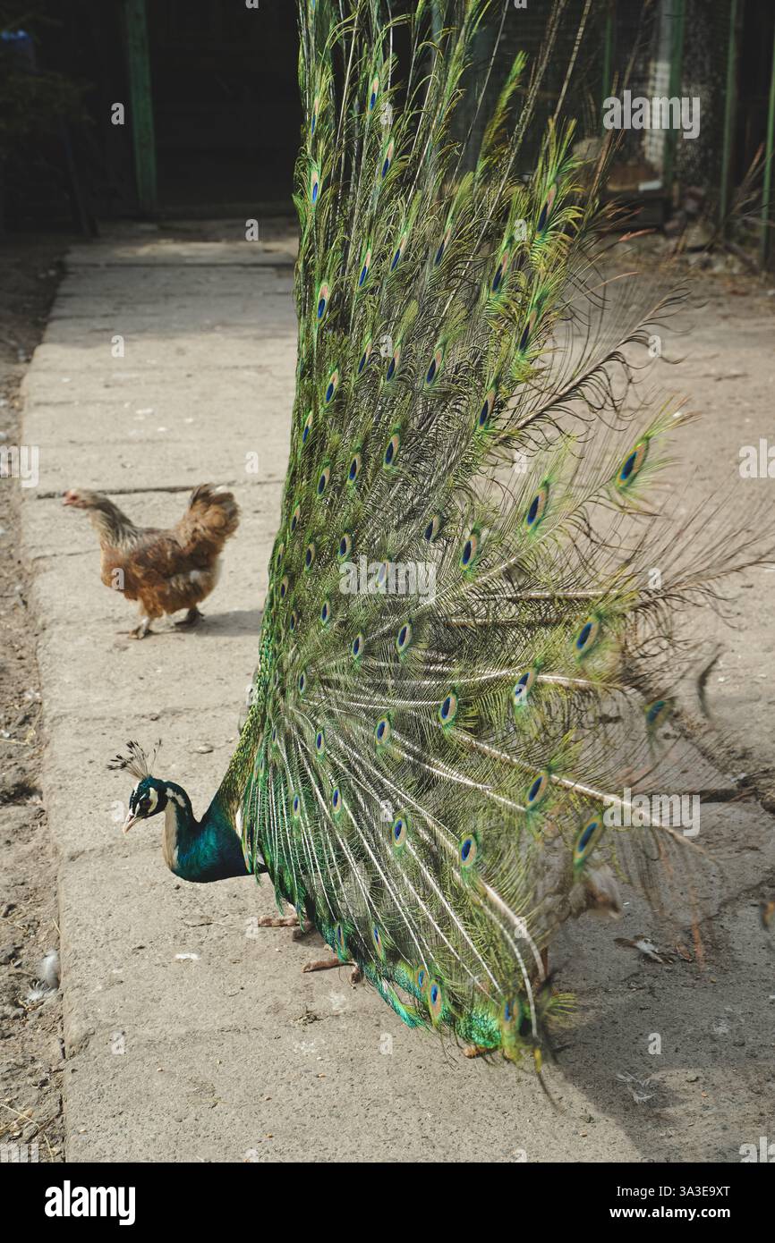 A moment of awe-inspiring beauty. Fully extending its tail, the peacock ...