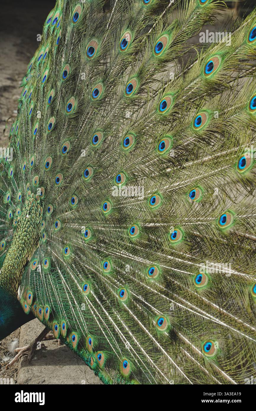 The majestic bird embodies grace and splendor. A moment of awe ...