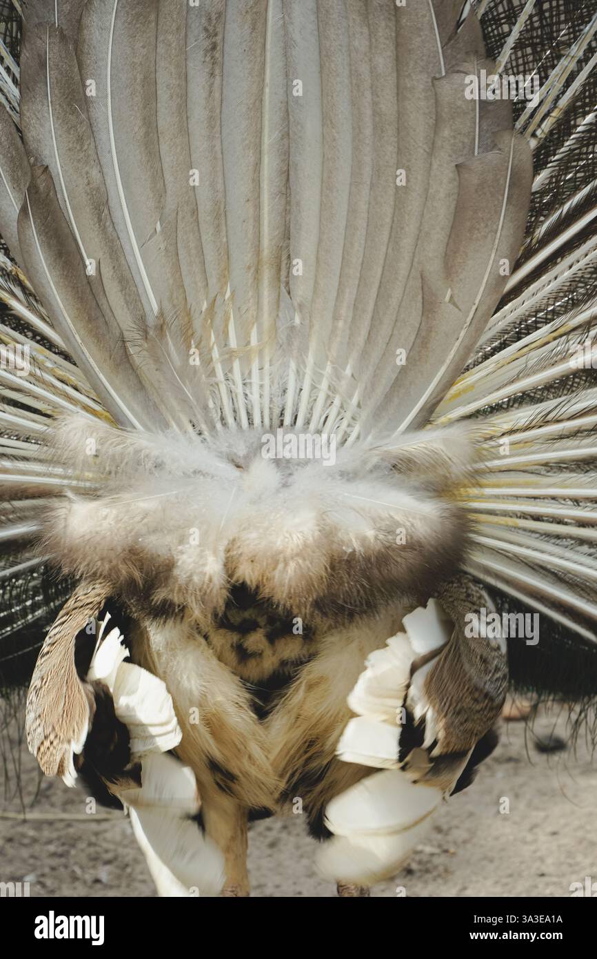 A close-up of a white peacock shows off their intricate beauty and soft ...