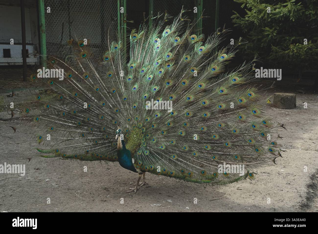 With its tail feathers fully fanned, the peacock showcases a dazzling ...