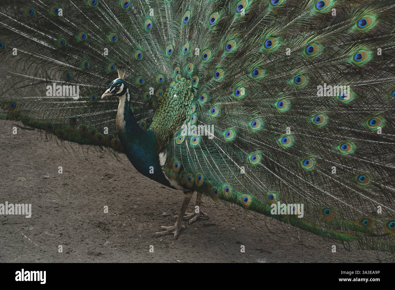 With its tail feathers fully fanned, the peacock showcases a dazzling ...