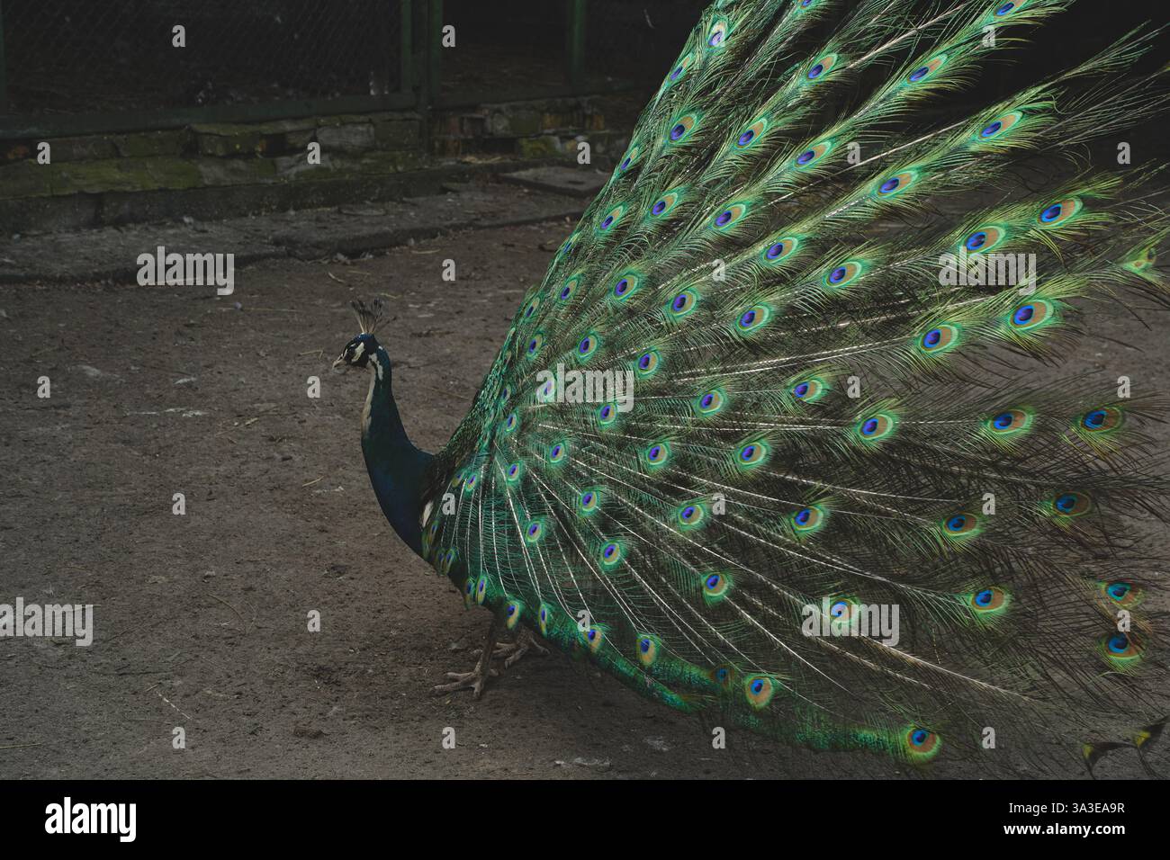 Each colorful detail reflects its natural splendor and elegance. A ...