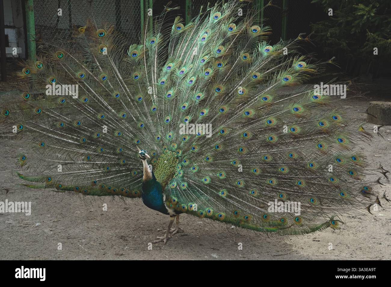 A true embodiment of nature's artistry. With its tail feathers fully ...