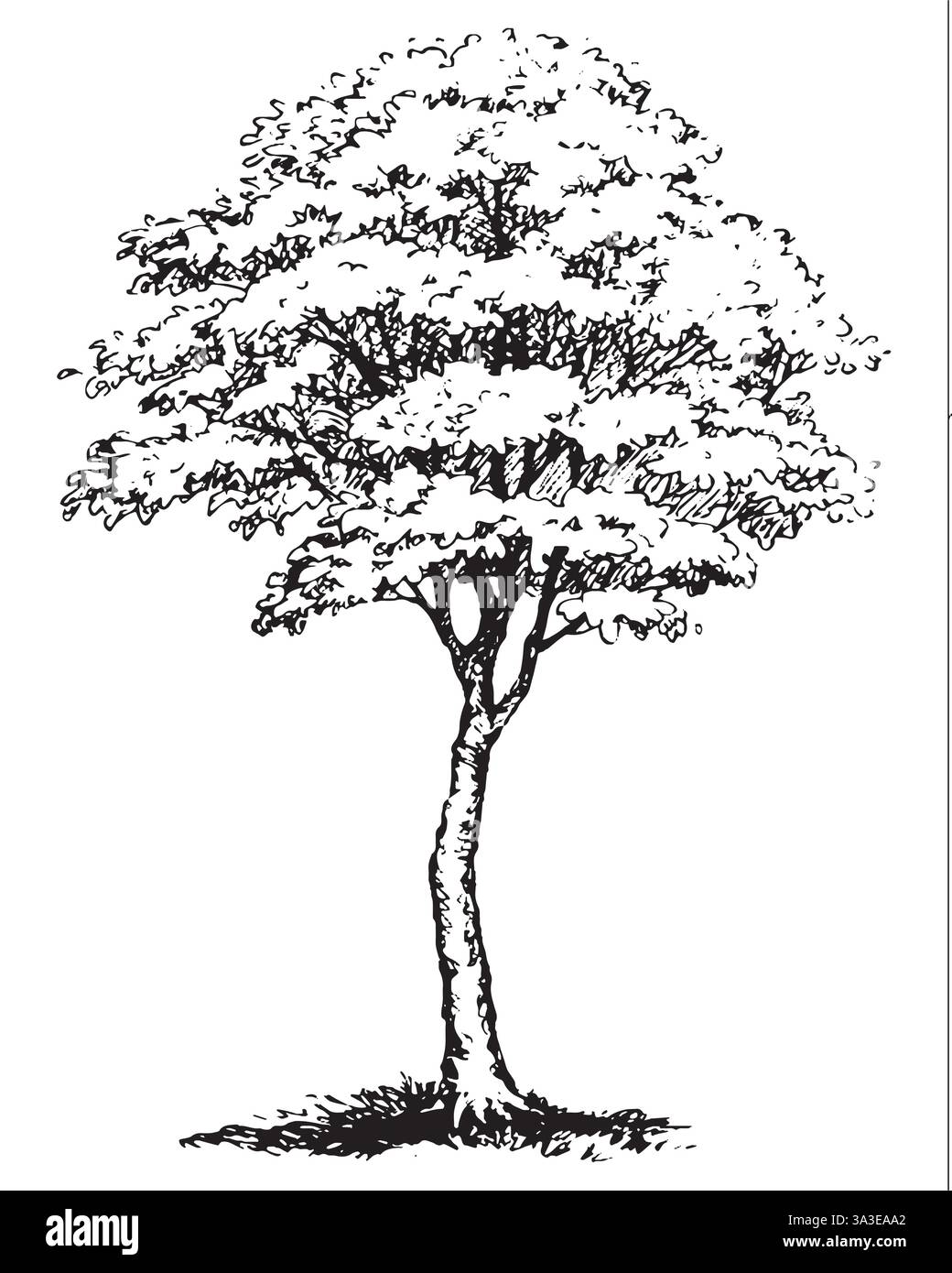 Cute big mighty green deciduous tree with lush leaves in thick grass ...