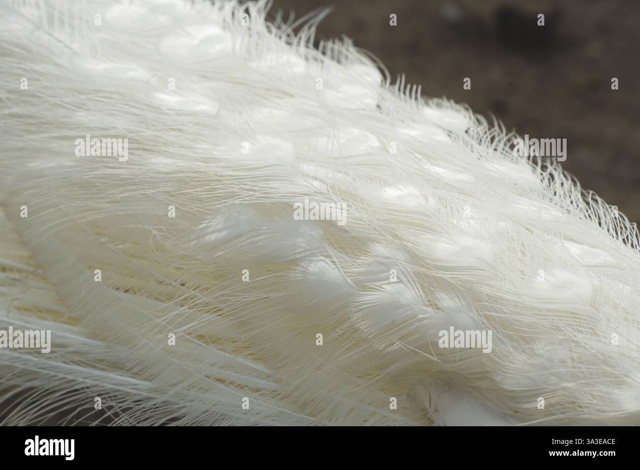 The delicate patterns create a soothing visual effect. A serene and ...