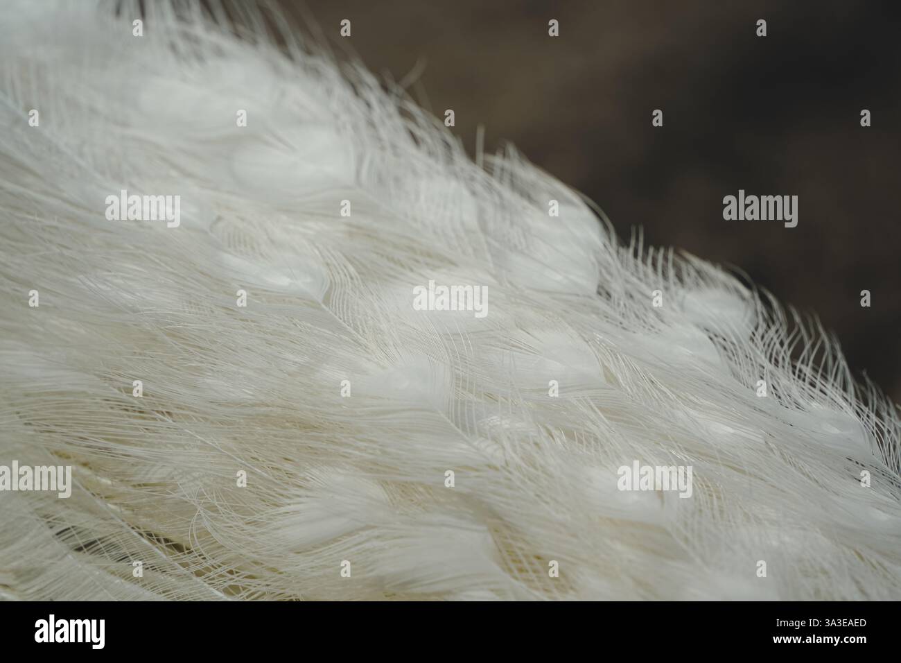 This image is a perfect representation of nature s grace. The fine ...