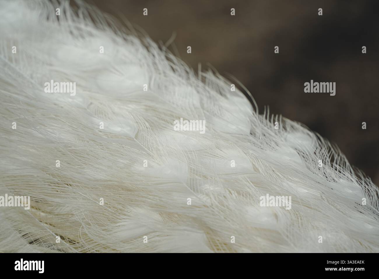 The fine structure of white feathers is captured in stunning detail ...