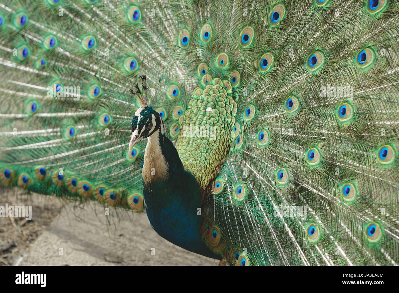 A close view captures the peacock s majestic display, with its feathers ...