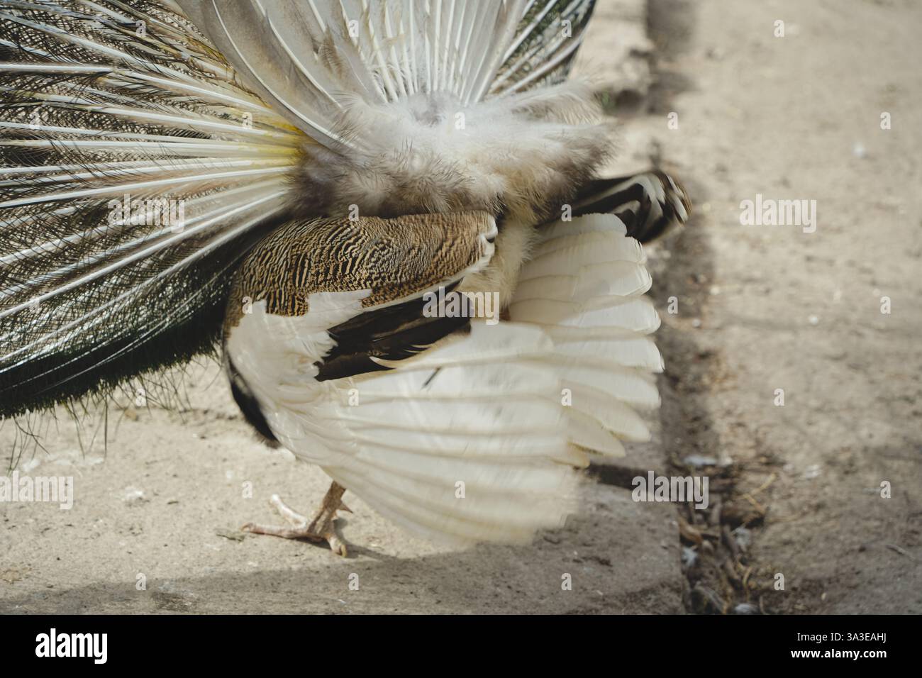 Each feather features intricate designs and vibrant colors. The bird s ...