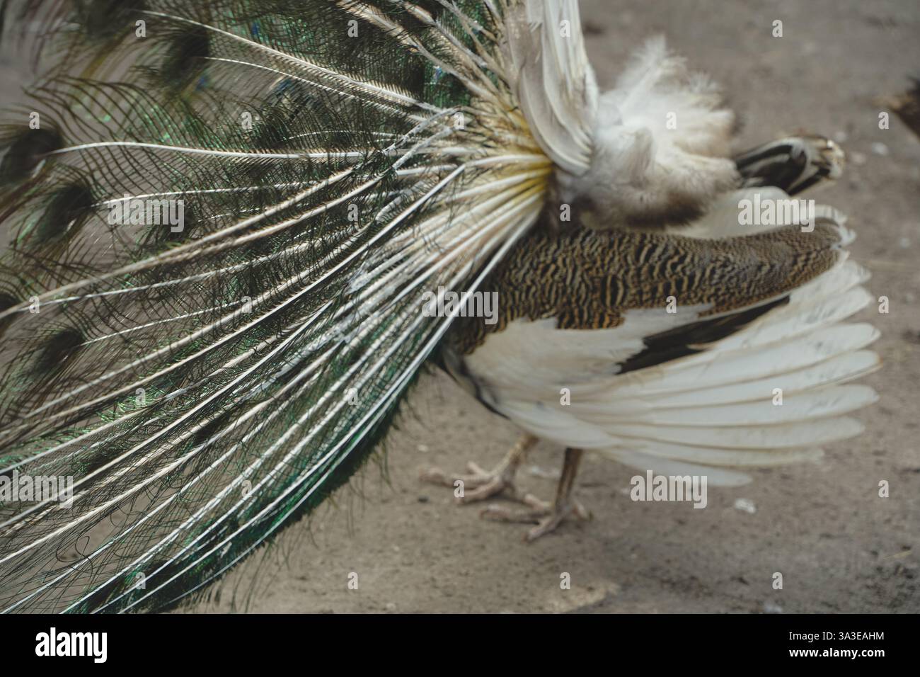 Each feather features intricate designs and vibrant colors. The bird s elegance shines in this ...