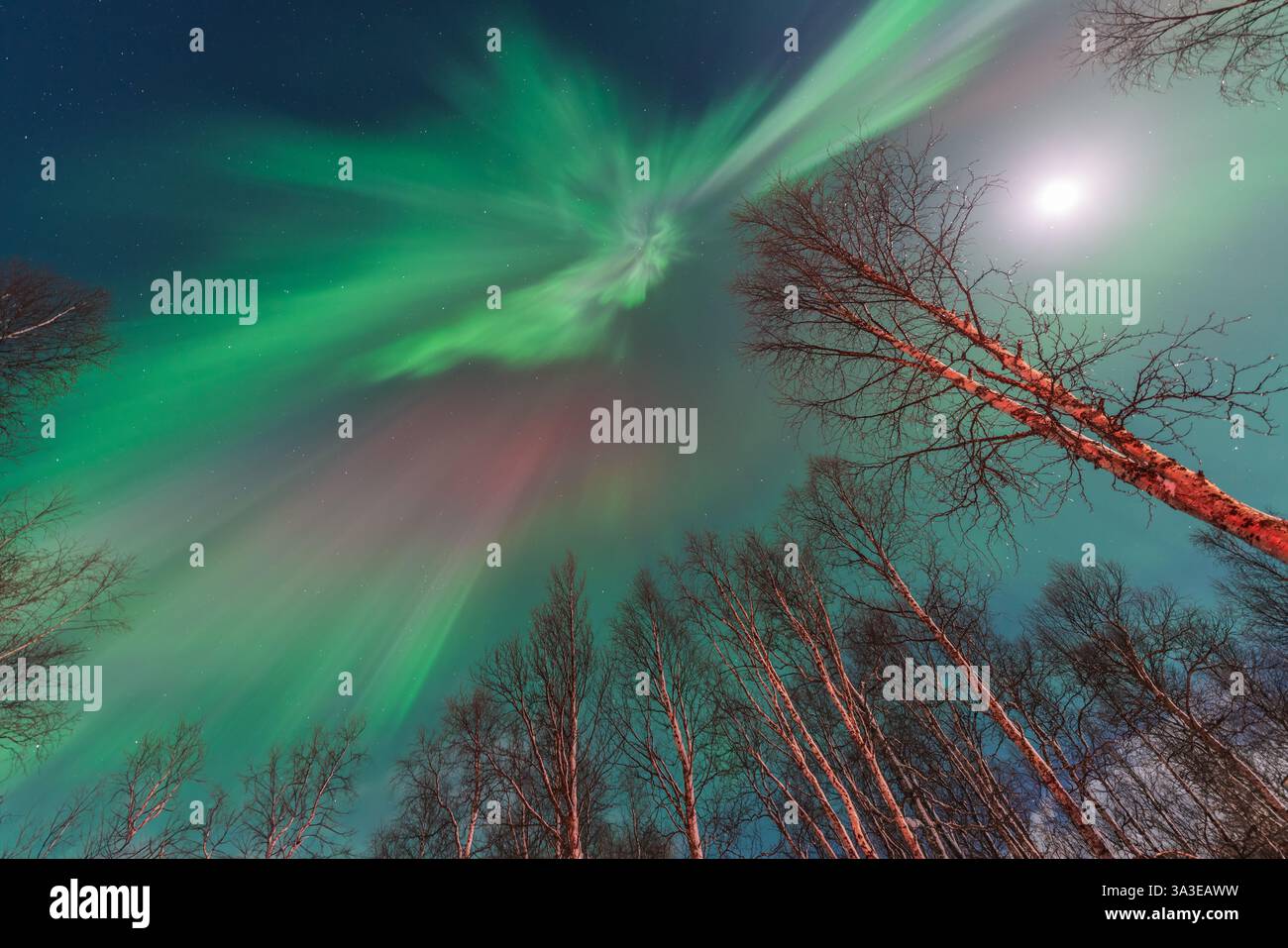 Vibrant green and pink aurora borealis dancing over a snowy forest in ...