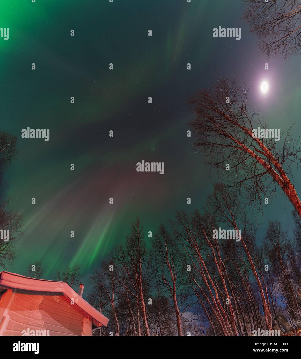 Vibrant northern lights painting the night sky over a snowy forest and ...