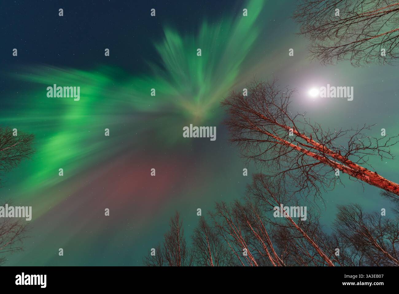 Green and red northern lights are painting the night sky over a birch ...