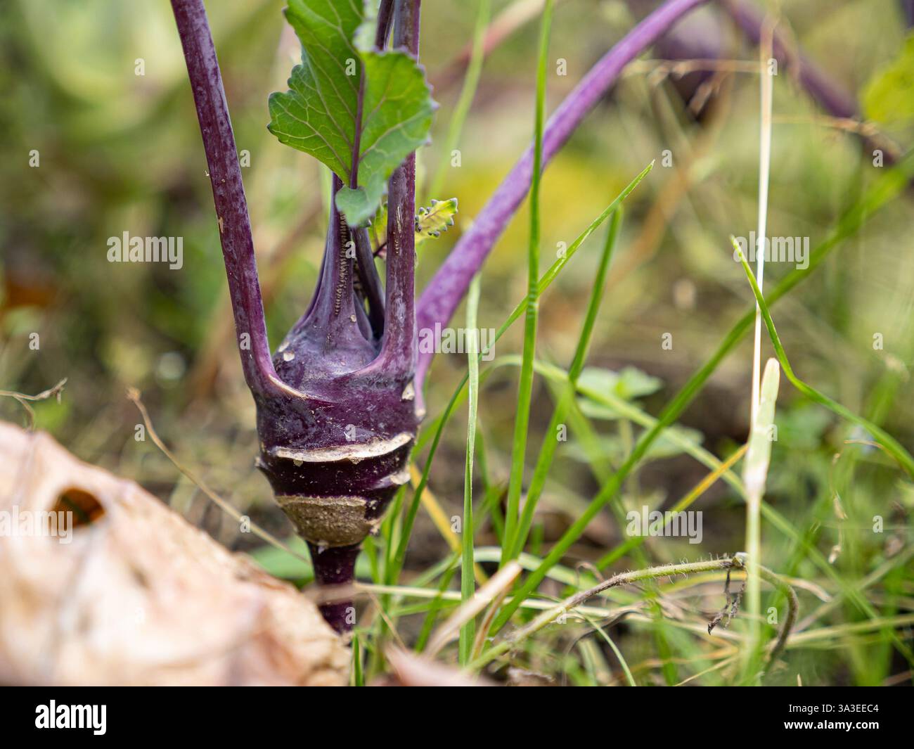 Wild cabbage plant (brassica oleracea) purple bulb in green garden ...