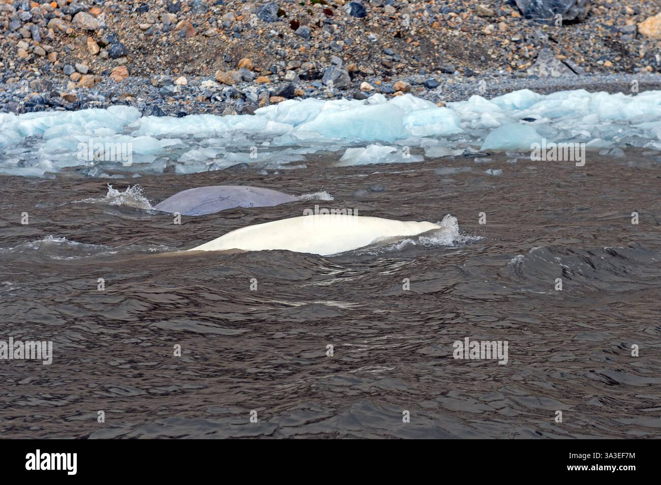 Adult and Young Beluga Whale Swimming on a Remote Arctic Coast in ...