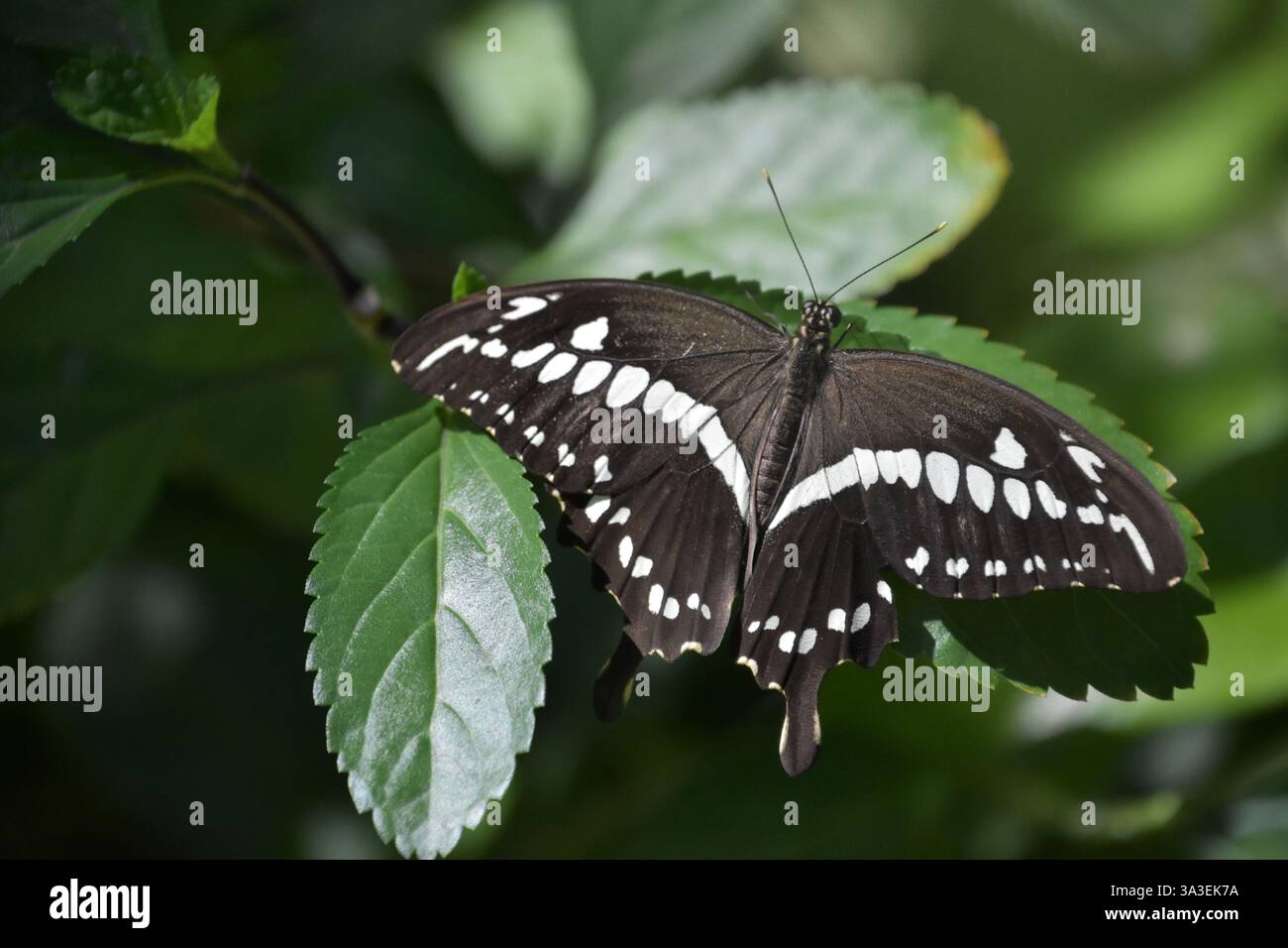 Amazing black and white swallowtail butterfly up close and personal ...