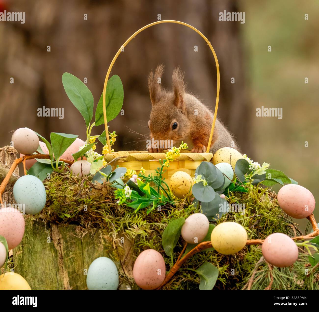 Red squirrel in an easter scene with easter eggs and decorations Stock ...