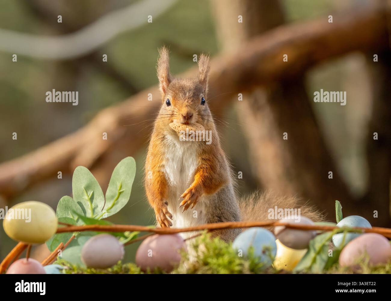 Red squirrel in an easter scene with easter eggs and decorations Stock ...