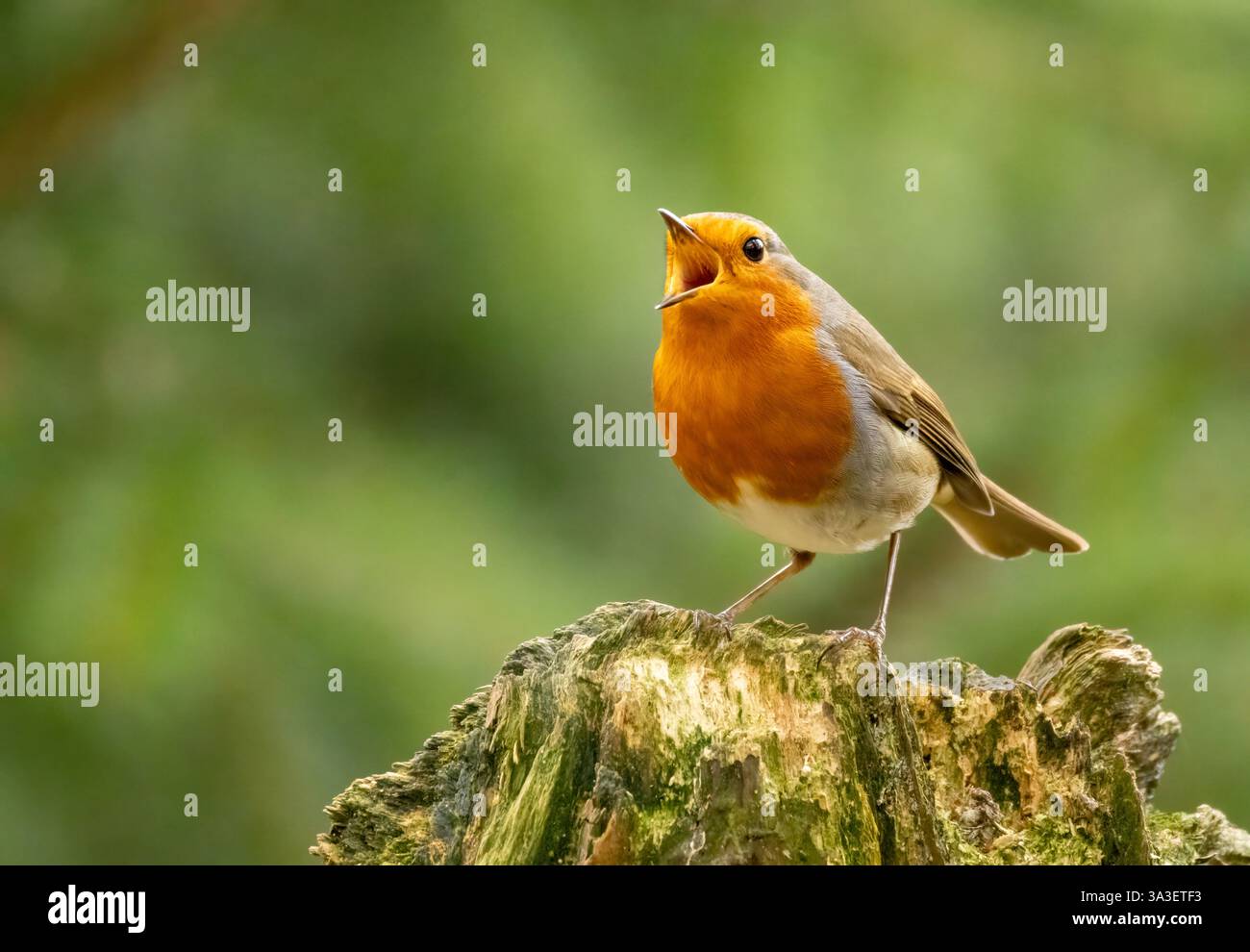 Close up of a beautiful robin redbreast singing with natural green ...