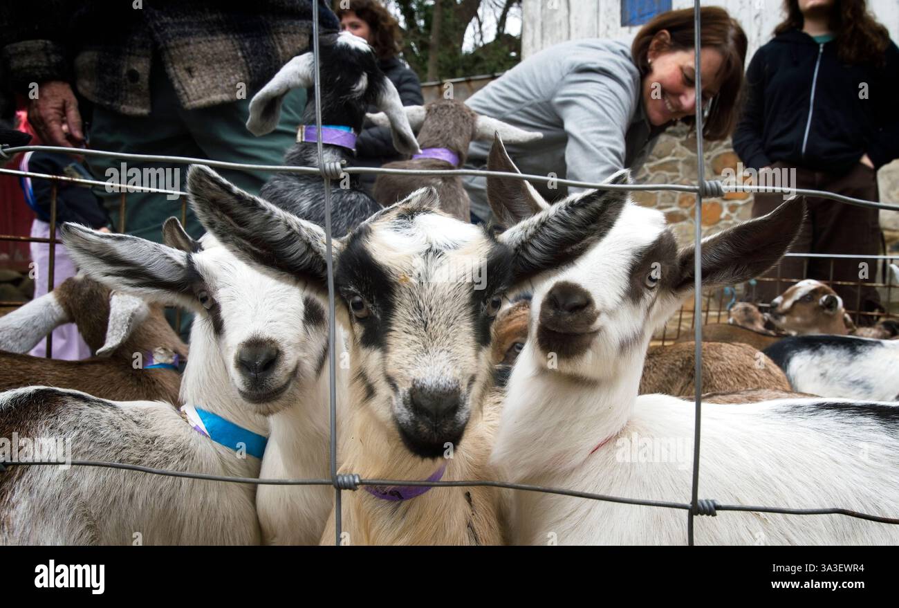 UNITED STATES - 03-15-2025: Baby goat visiting is now open at Georges ...