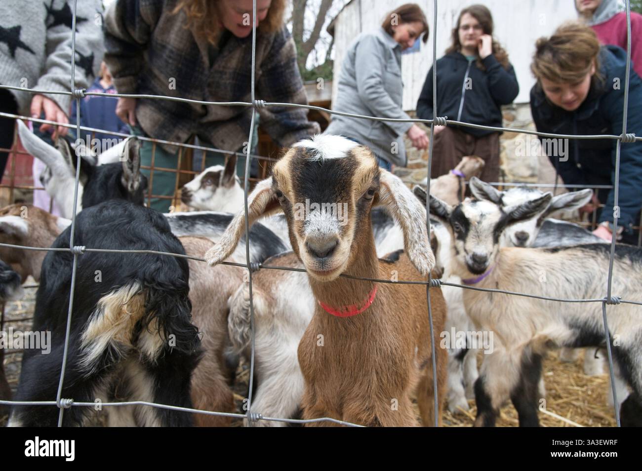 UNITED STATES - 03-15-2025: Baby goat visiting is now open at Georges ...