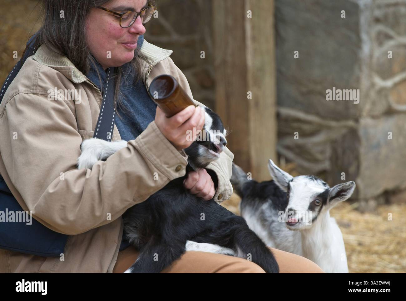 UNITED STATES - 03-15-2025: Baby goat visiting is now open at Georges ...