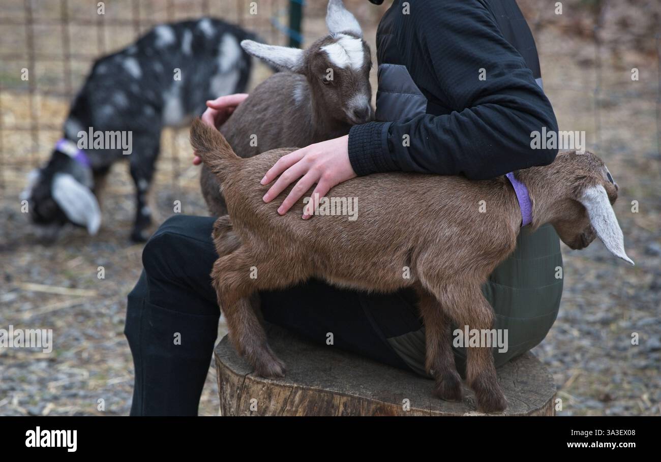 UNITED STATES - 03-15-2025: Baby goat visiting is now open at Georges ...