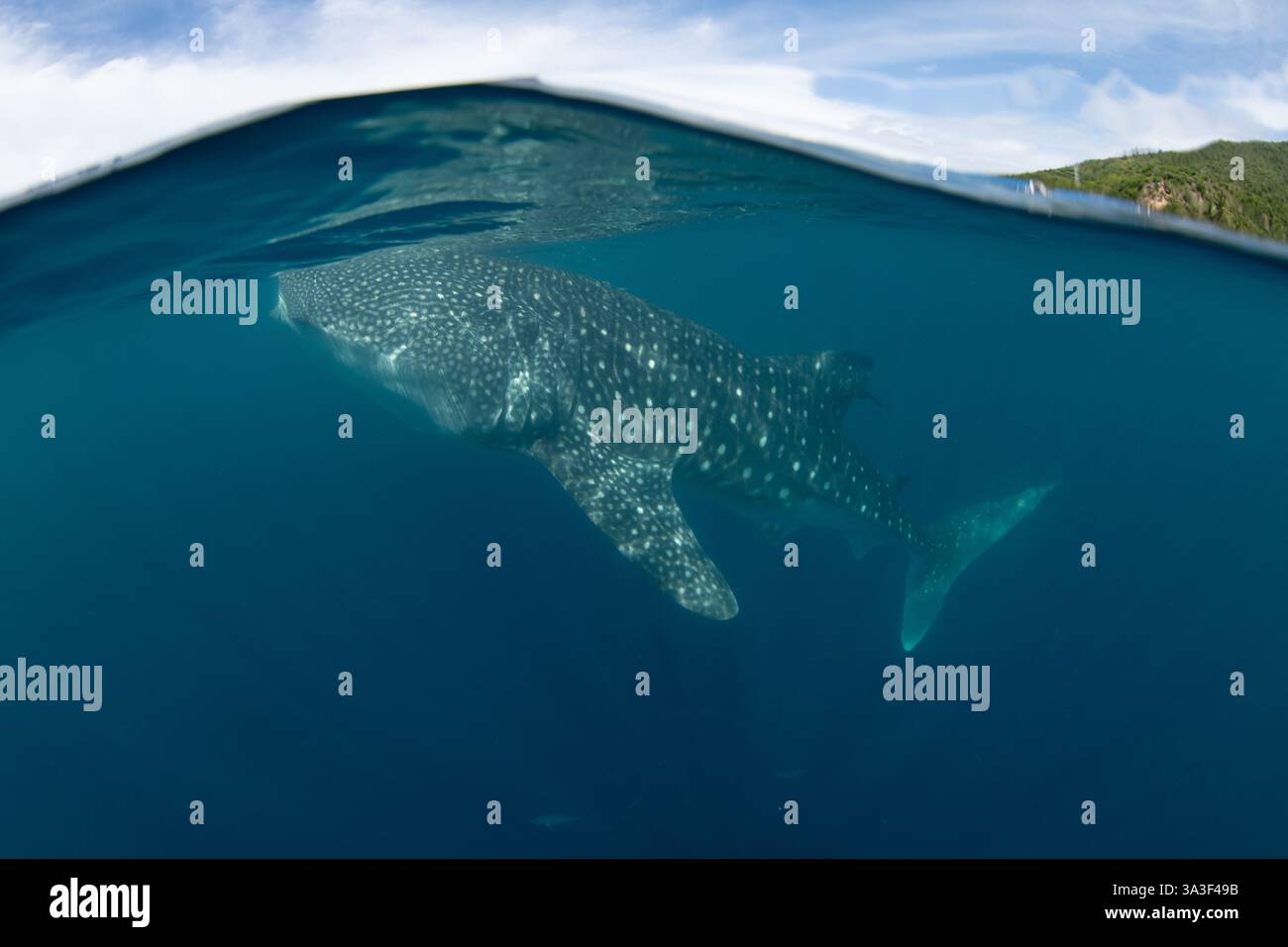 A large, filter-feeding whale shark, Rhincodon typus, slowly swims in ...