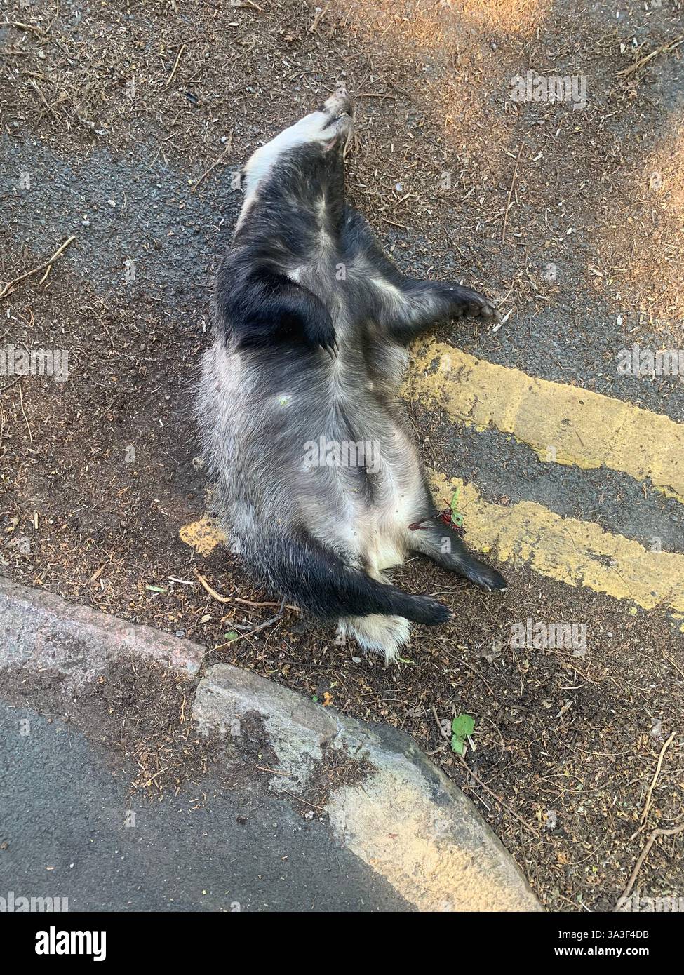 Dead roadkill badger at the side of the road Stock Photo - Alamy