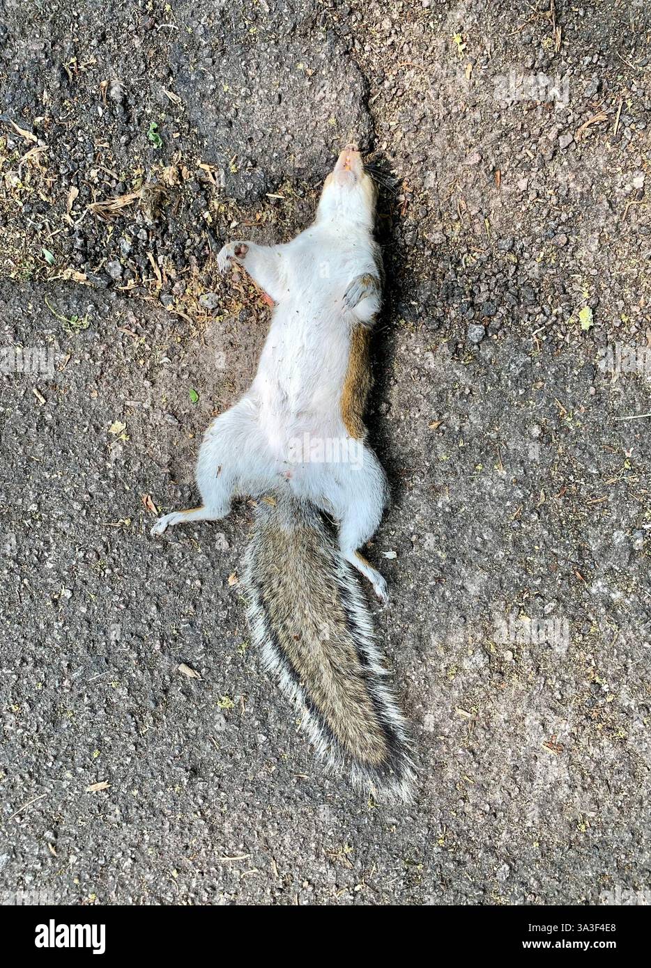 Dead squirrel roadkill Stock Photo - Alamy
