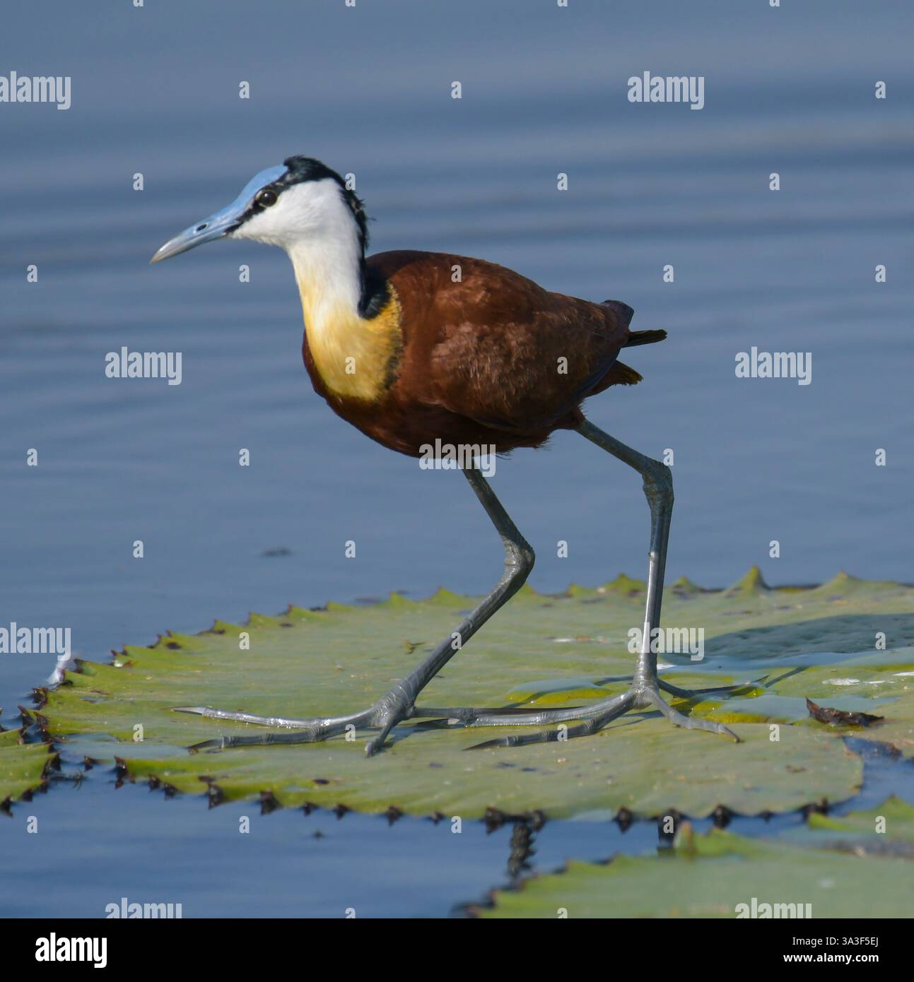 African Jacana - Actophilornis africanus is a wader bird taken in a ...