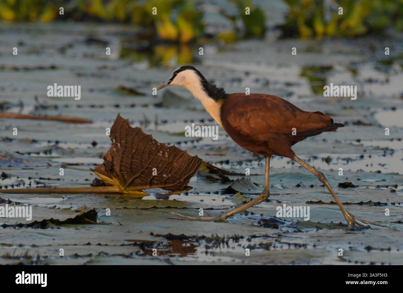 African Jacana - Actophilornis africanus is a wader bird taken in a ...