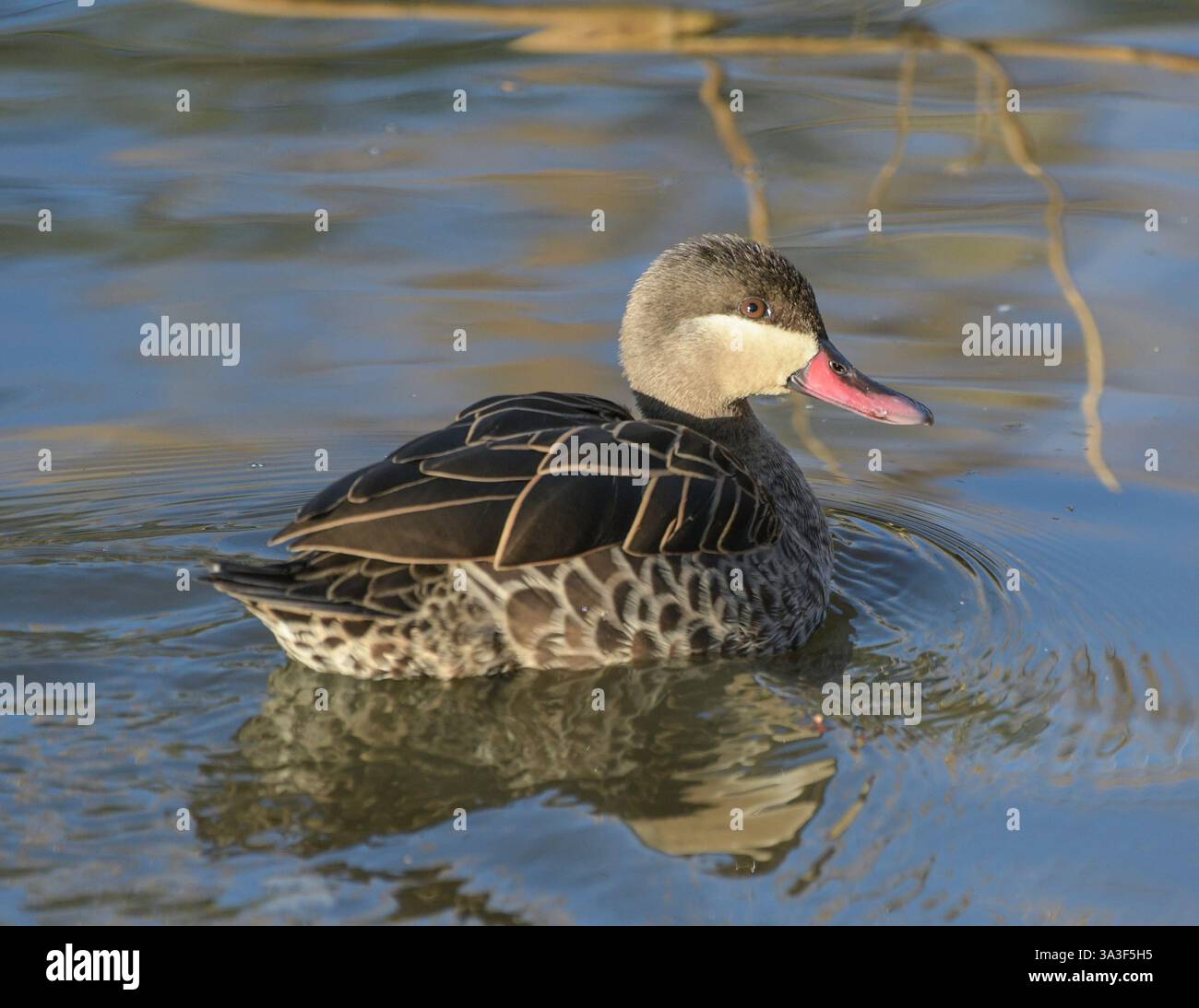 Aquatic water birds of Zaagkuilsdrift nature reserve Stock Photo - Alamy