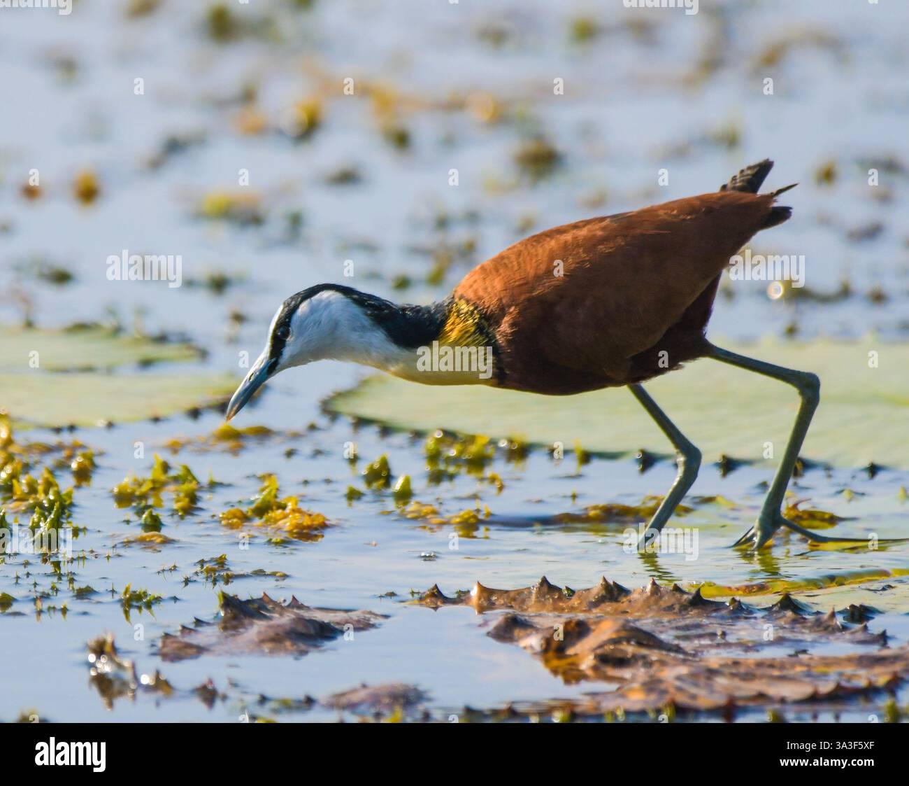 African Jacana - Actophilornis africanus is a wader bird taken in a ...