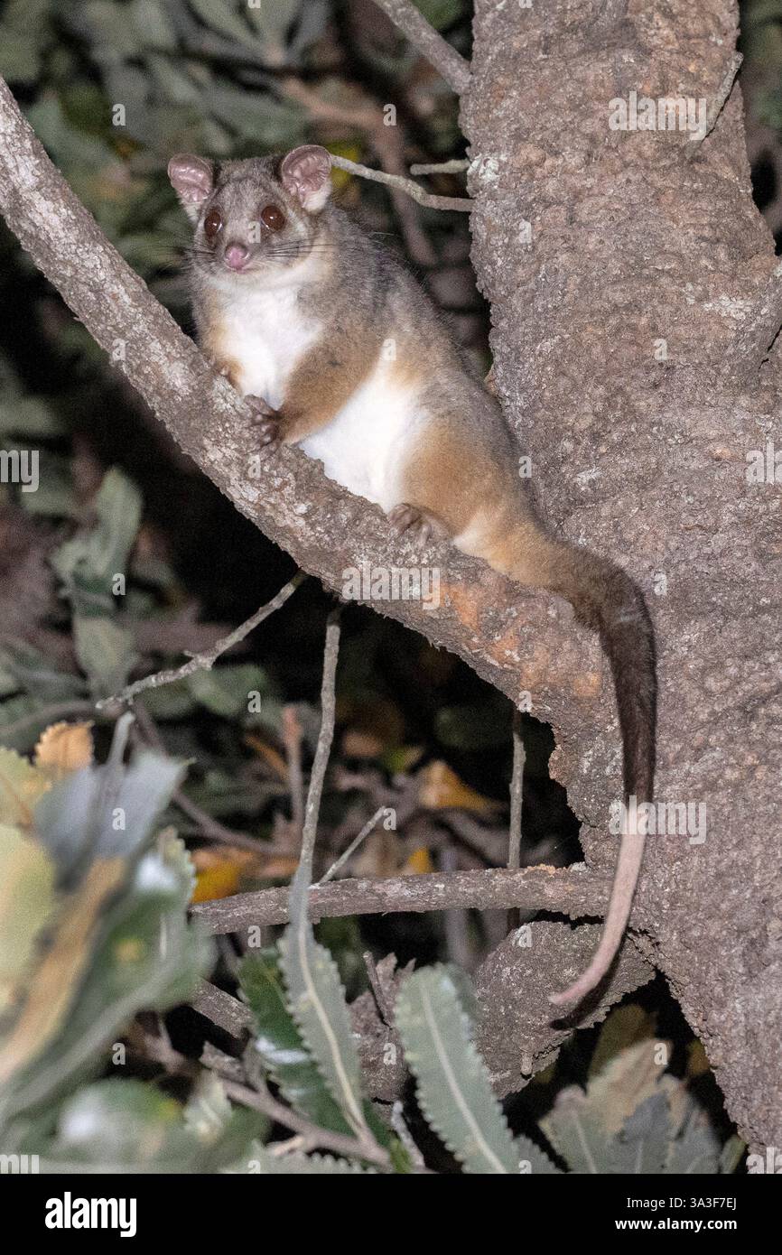 Australian Ring-tailed Possum in Saw Banksia Tree Stock Photo - Alamy