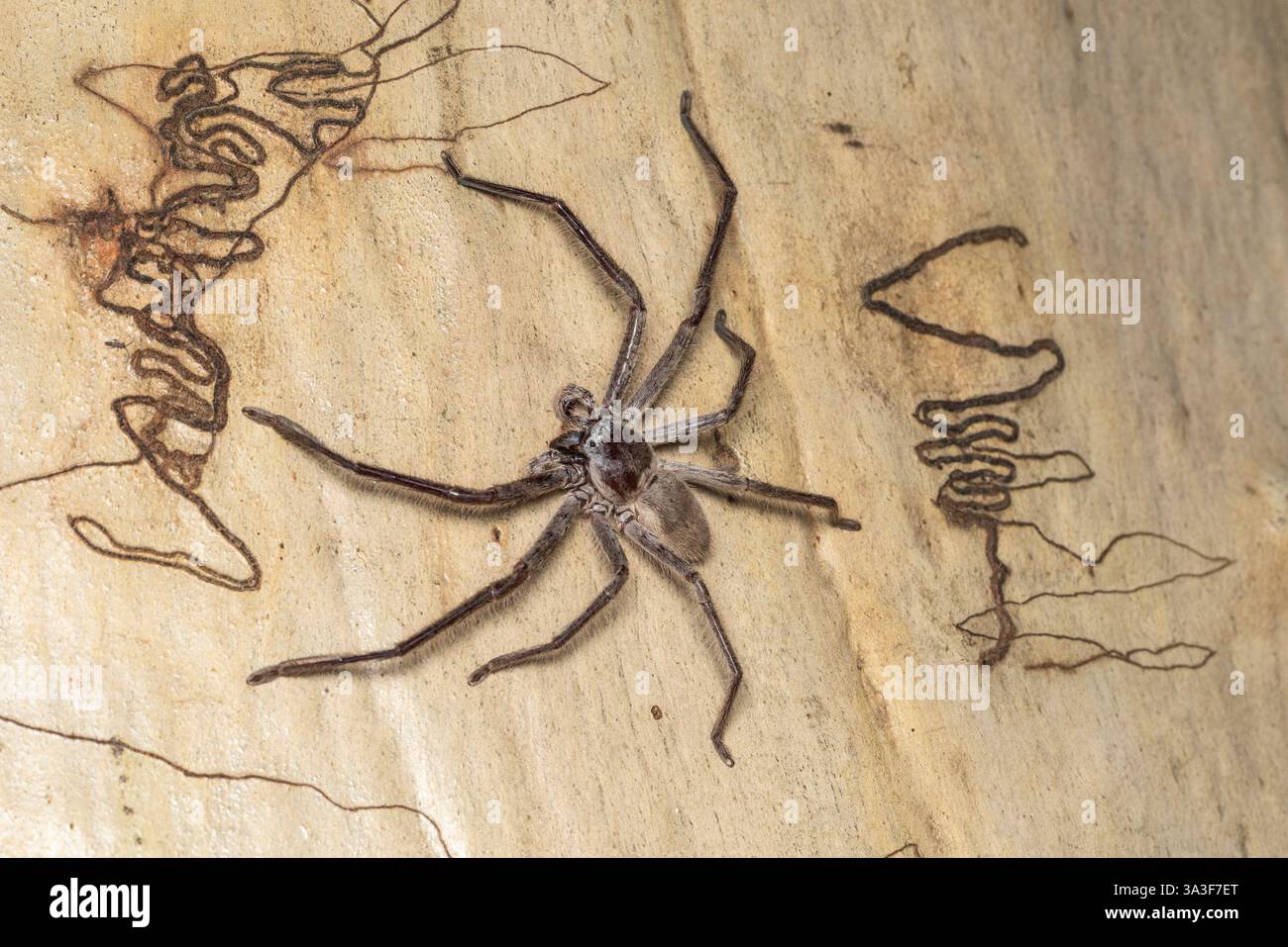 Australian Huntsman Spider on Scribbly Gum Tree bark Stock Photo - Alamy