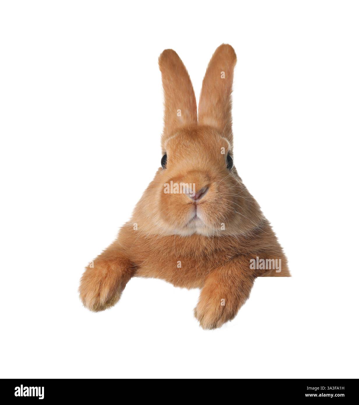 Cute fluffy bunny peeking out on white background Stock Photo - Alamy